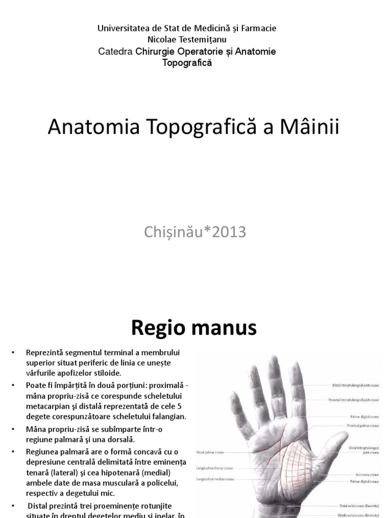 Anatomia Topografica A Mâinii PDF | PDF