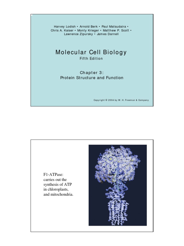 Ch03 Protein Structure And Function Pdf Ubiquitin Protein Folding