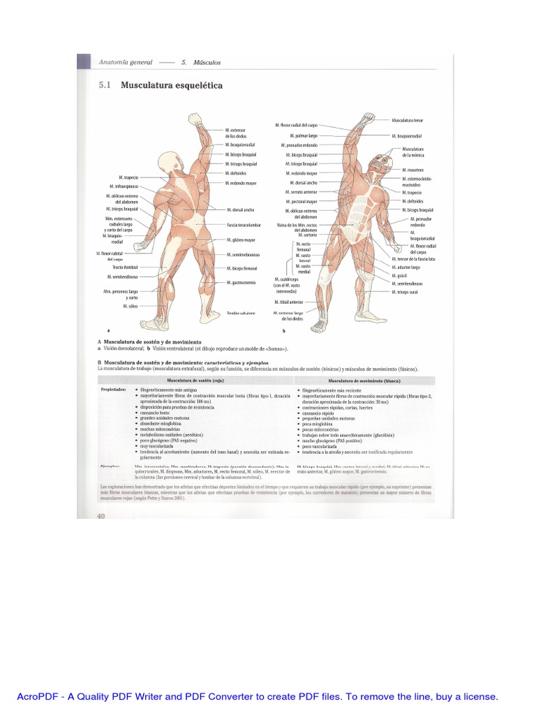 Prometheus. Atlas Musculos | PDF | Portable Document Format | Publishing