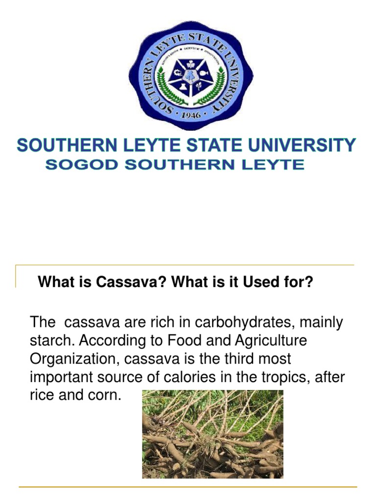 Understanding Cassava: Uses and Cultivation | PDF
