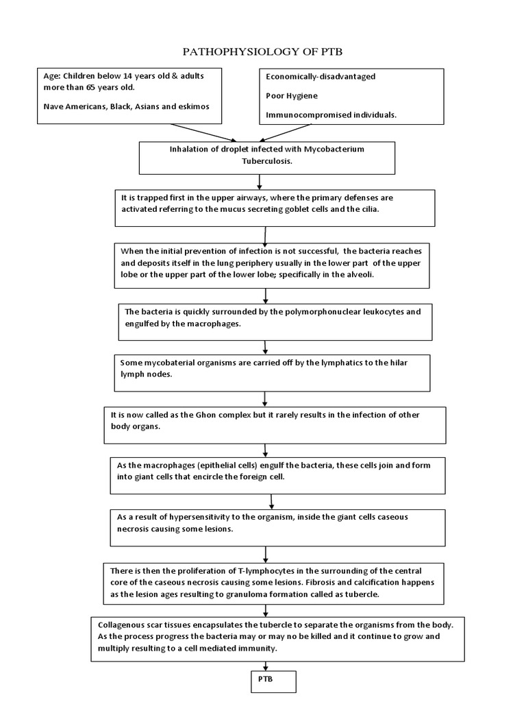Pathophysiology of PTB | PDF
