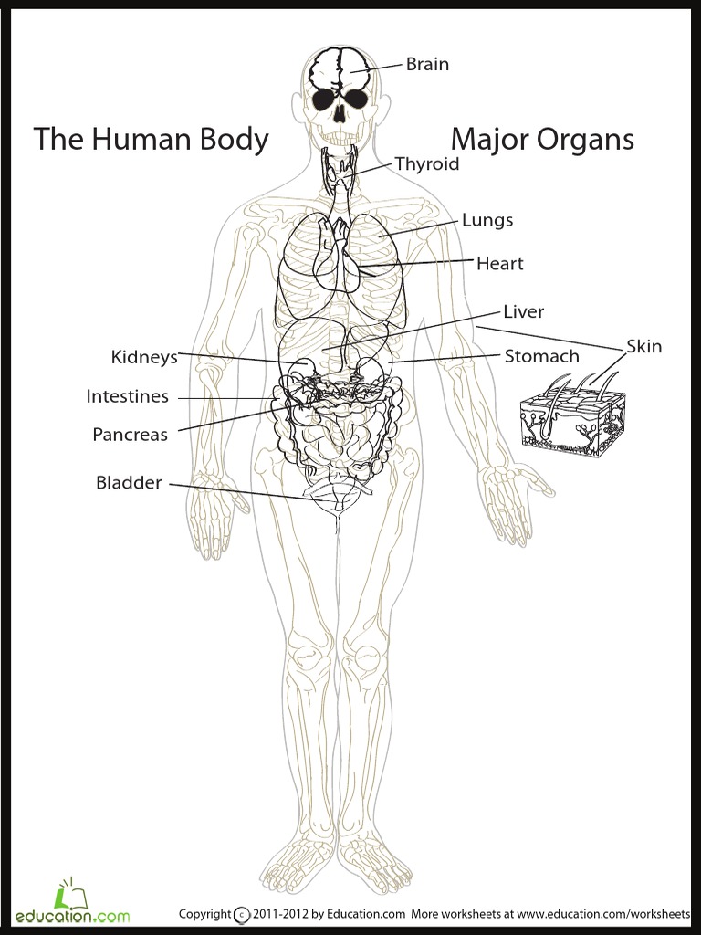 Human Body Diagram | PDF