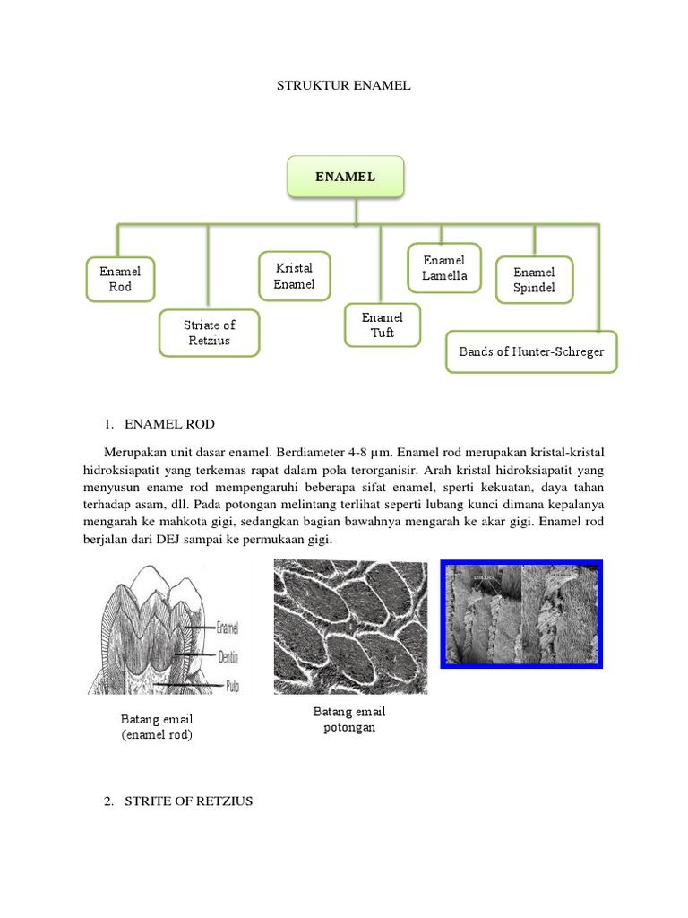 Struktur Enamel | PDF