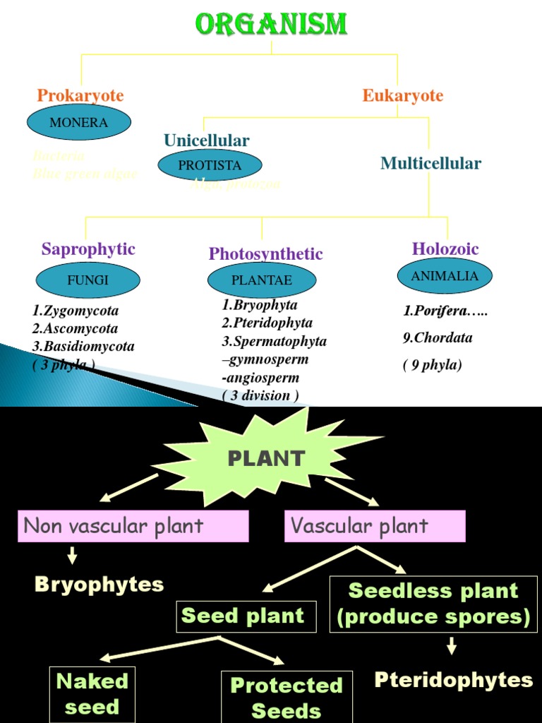 Prokaryote Eukaryote: Unicellular Multicellular | PDF | Spore | Plants
