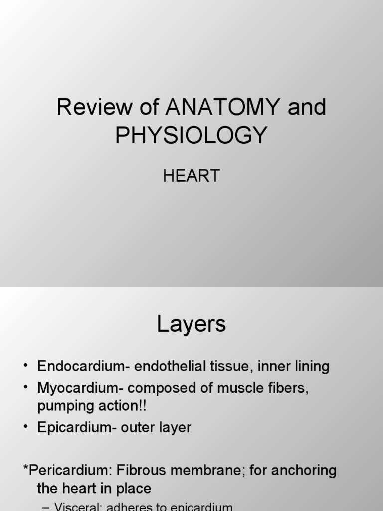 Review Of Anatomy And Physiology Pdf Heart Heart Valve