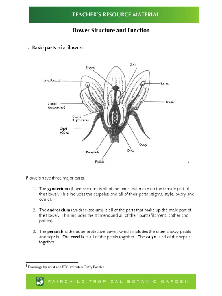 Flower Structure and Function | PDF | Flowers | Fruit
