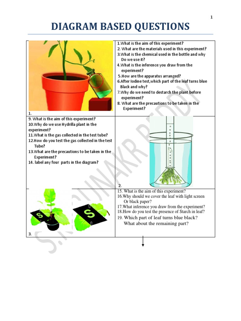 X Class Diagram Based Questions | PDF | Respiratory System | Heart