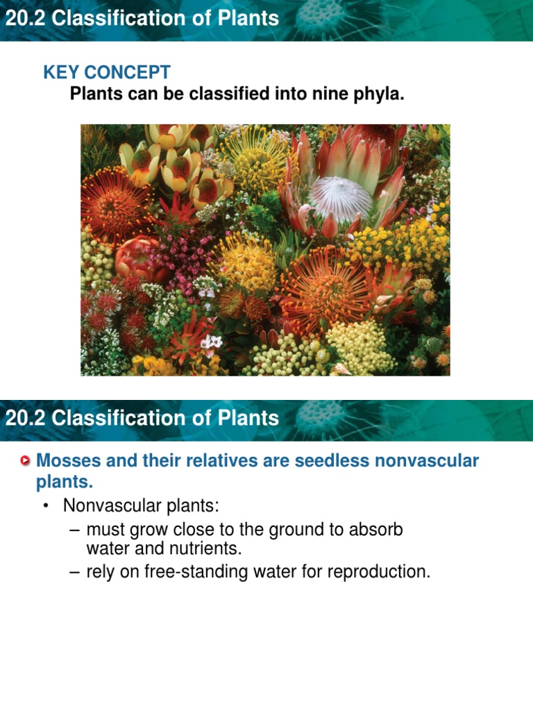 Classification of Plants | PDF | Fern | Plants
