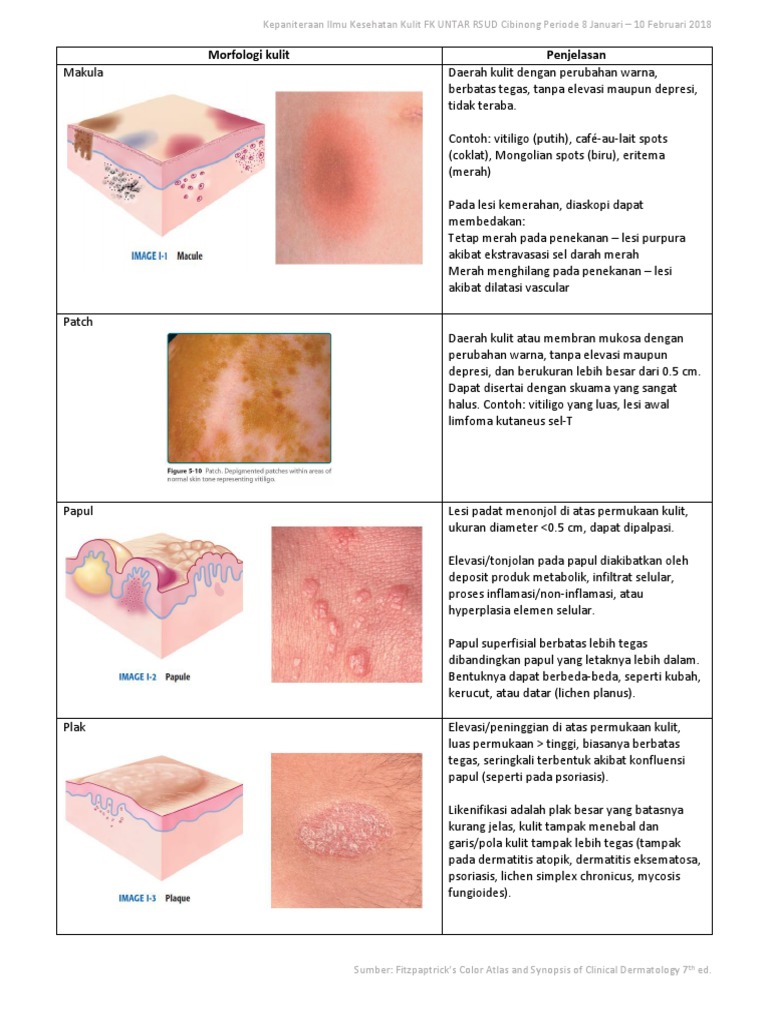 Morfologi Kulit | PDF