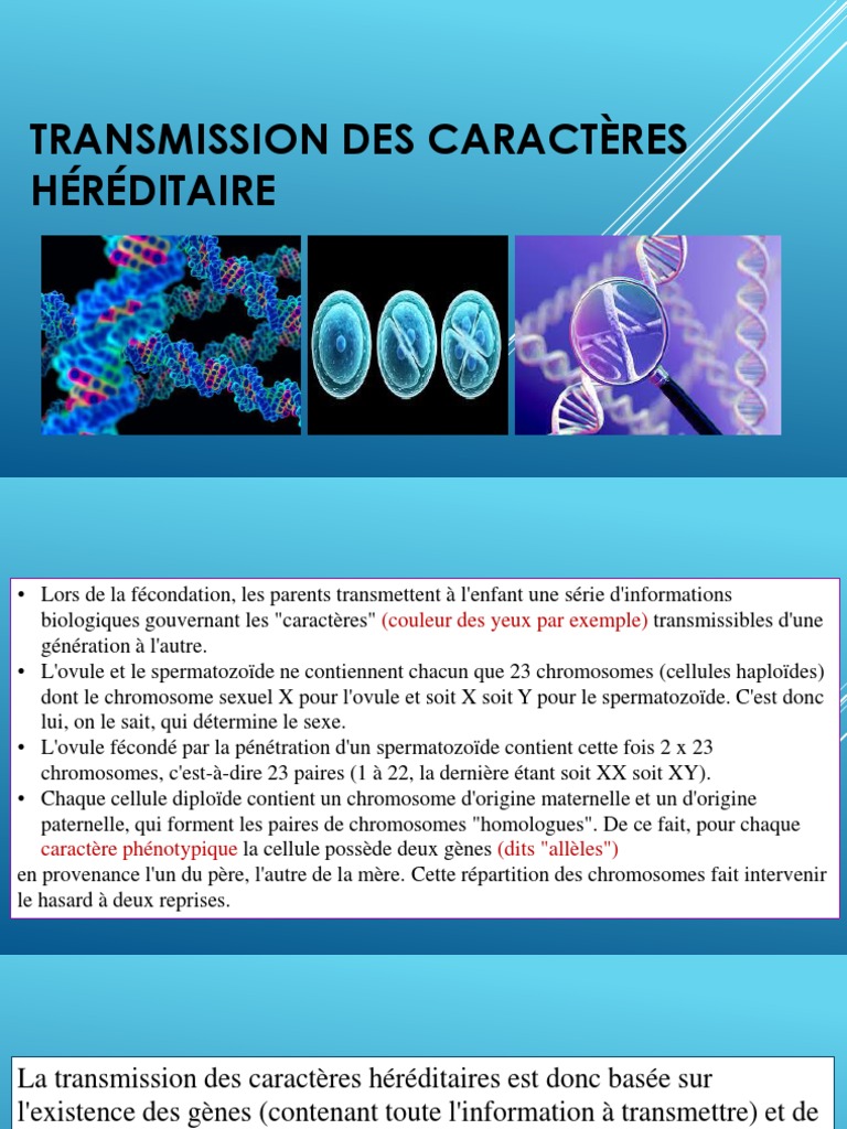 Transmission des Caractères Héréditaires | PDF | Hérédité | Allèle