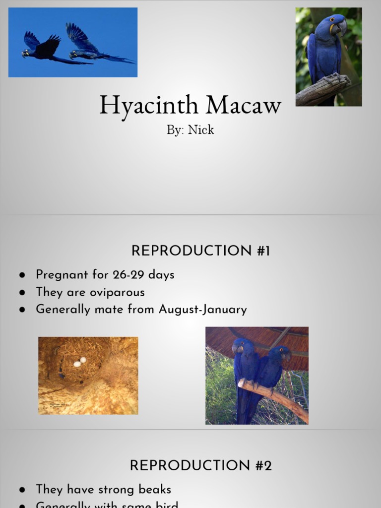 Hyacinth Macaw Breeding Insights Pdf