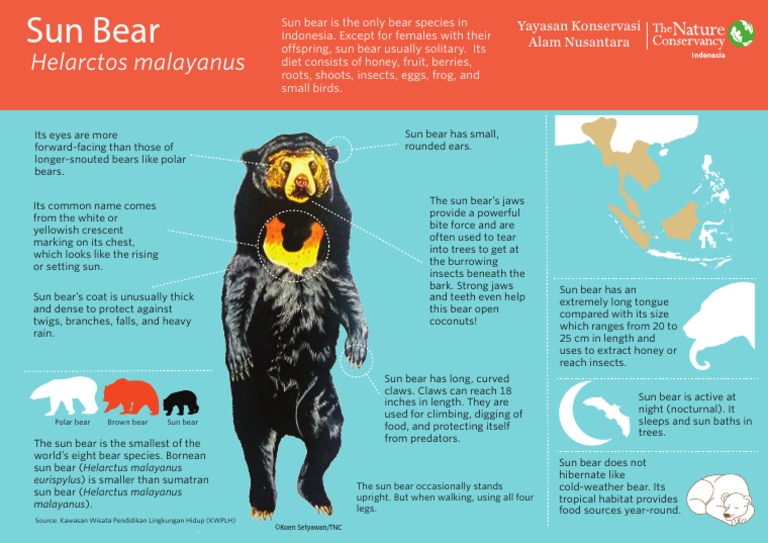 Sun Bear Infographic | PDF | Bears | Predators