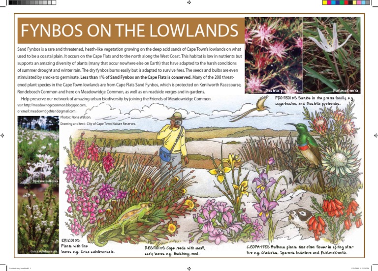 Fynbos On The Lowlands | PDF