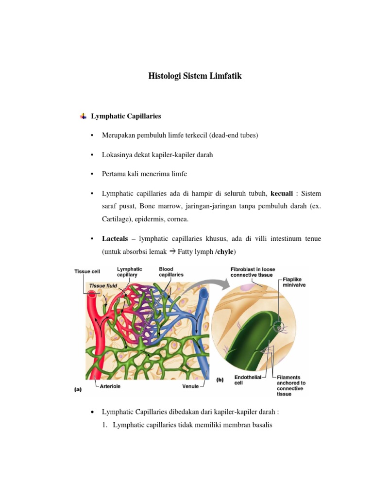 Histologi Sistem Limfatik PDF | PDF