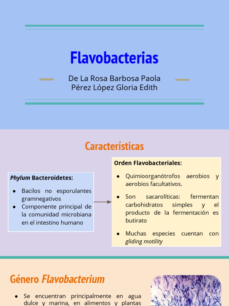 Flavo Bacterias | PDF