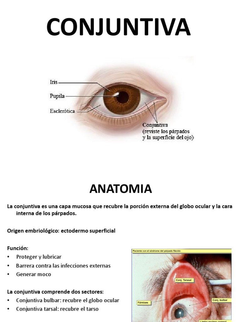 Anatomía De La Conjuntiva
