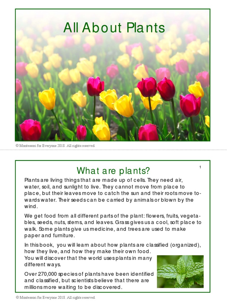 All About Plants Printable Book | PDF | Trees | Seed