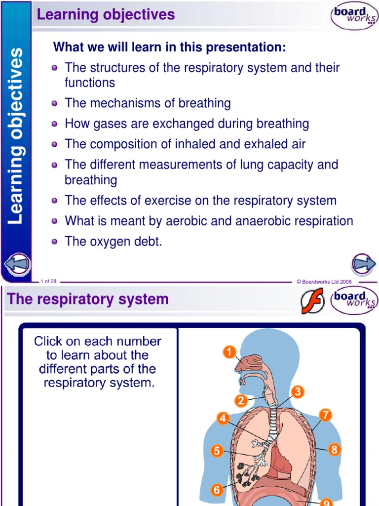 Igcse Biology Respiratory System | PDF | Breathing | Respiratory System