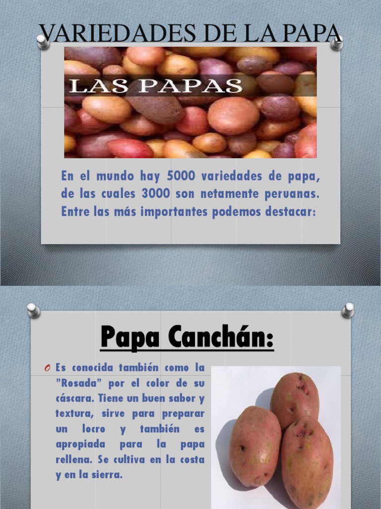 Variedades de La Papa Diapositivas | PDF | Patata | Cocina de las Americas