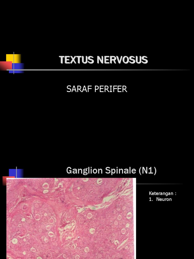 Textus Nervosus: Saraf Perifer | PDF