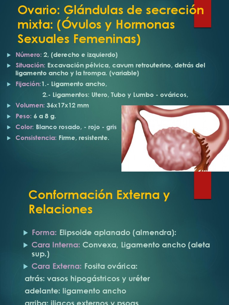Anatomía y Estructura del Ovario | PDF