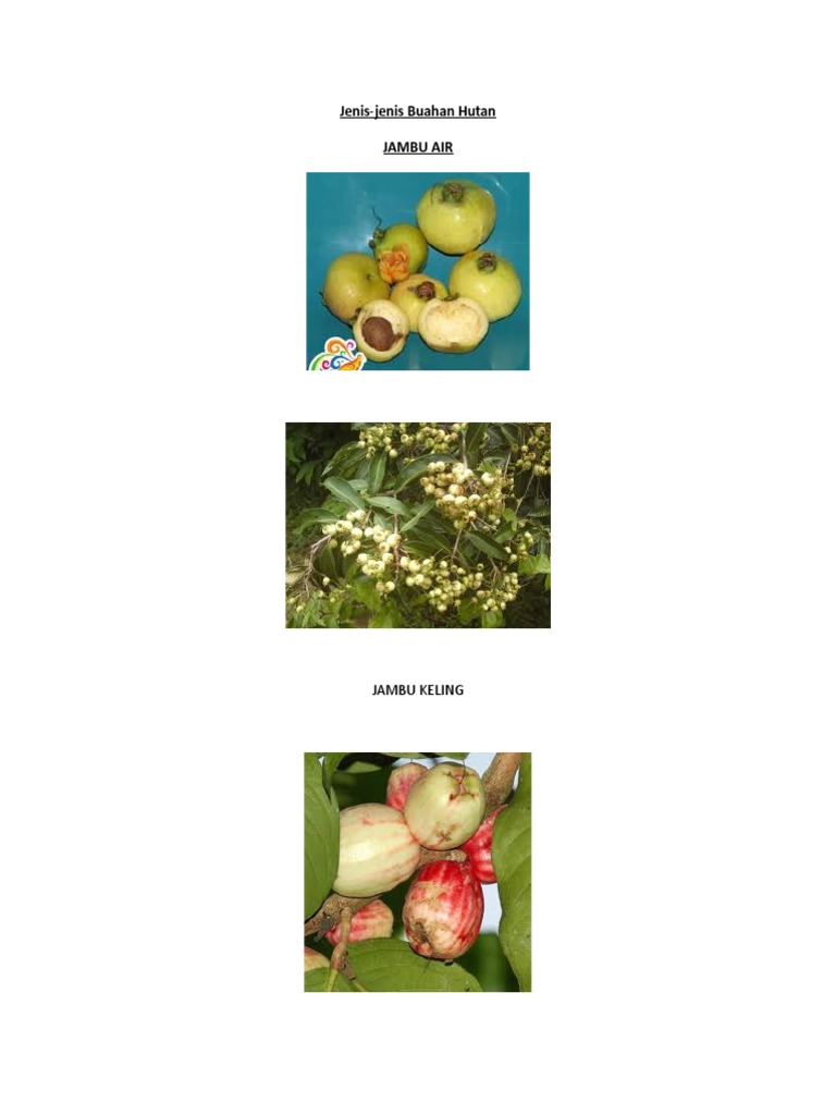 Jenis Buah Hutan | PDF