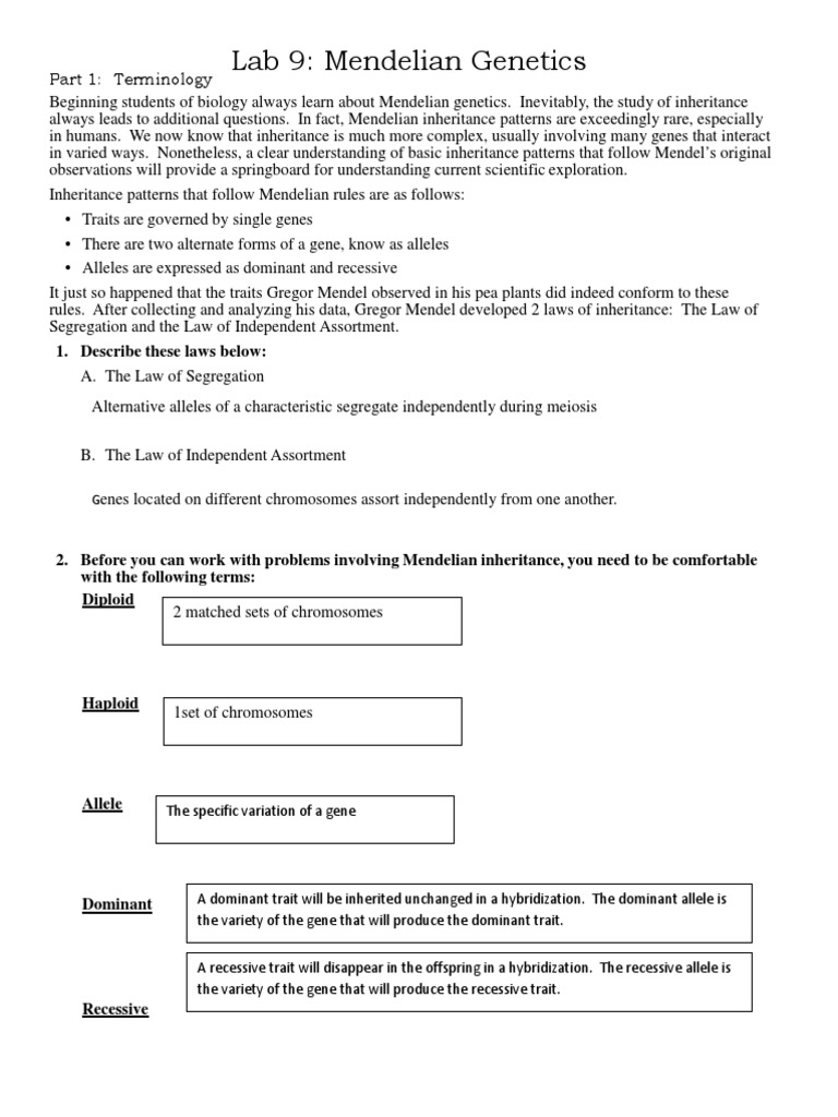 Answers Lab 9 Mendelian Genetics | PDF | Dominance (Genetics) | Allele
