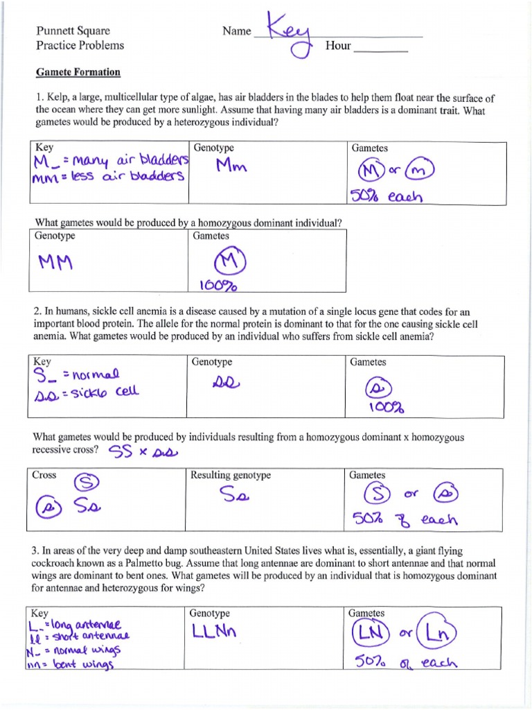 Heredity Practice Problems Key | PDF