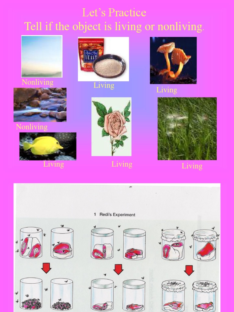 Characteristics of Living vs Nonliving Things | PDF | Reproduction ...