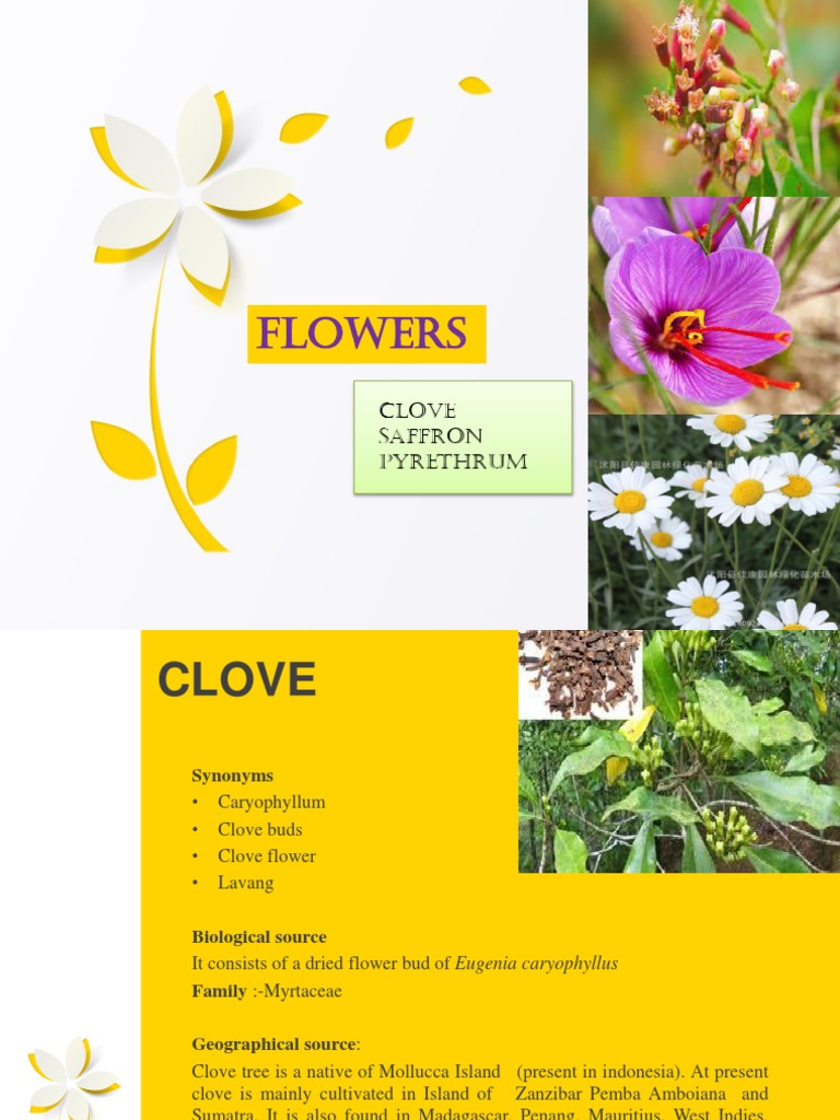 Flowers | PDF | Clove | Plant Morphology