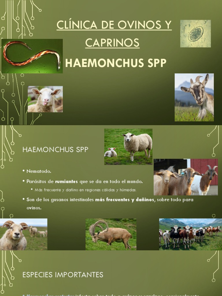 Haemonchus spp: Parásitos en Ovinos y Bovinos | PDF