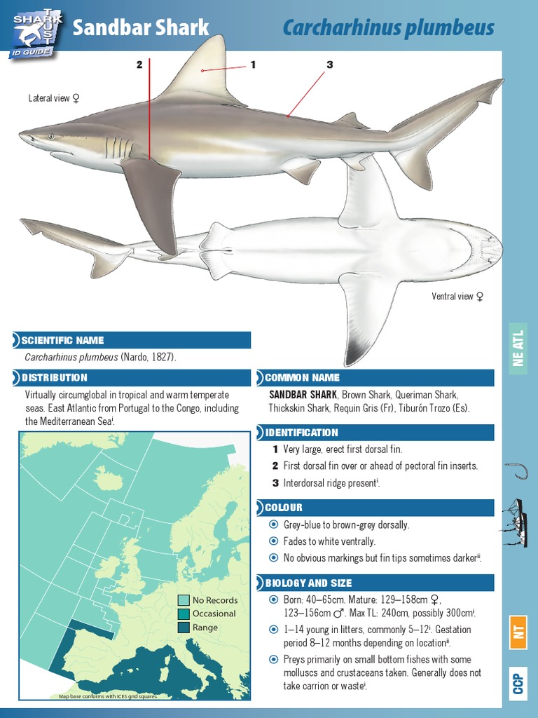 Sandbar Shark ST Id Guide | Download Free PDF | Sharks | Aquatic ...