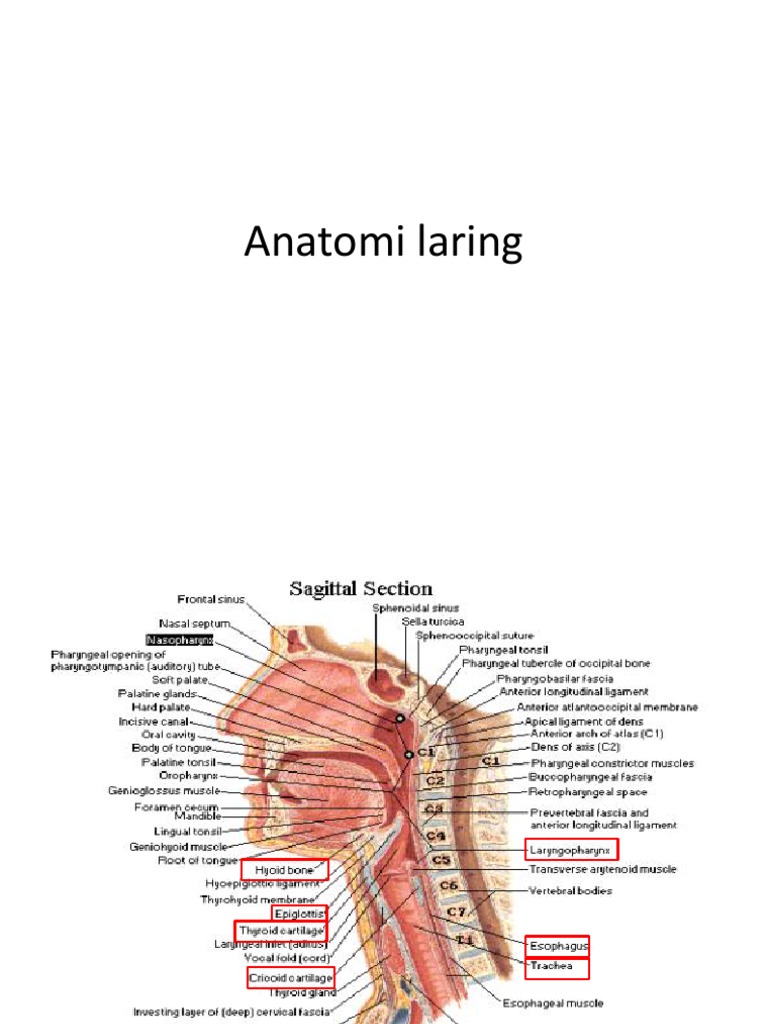 Anatomi Laring | PDF