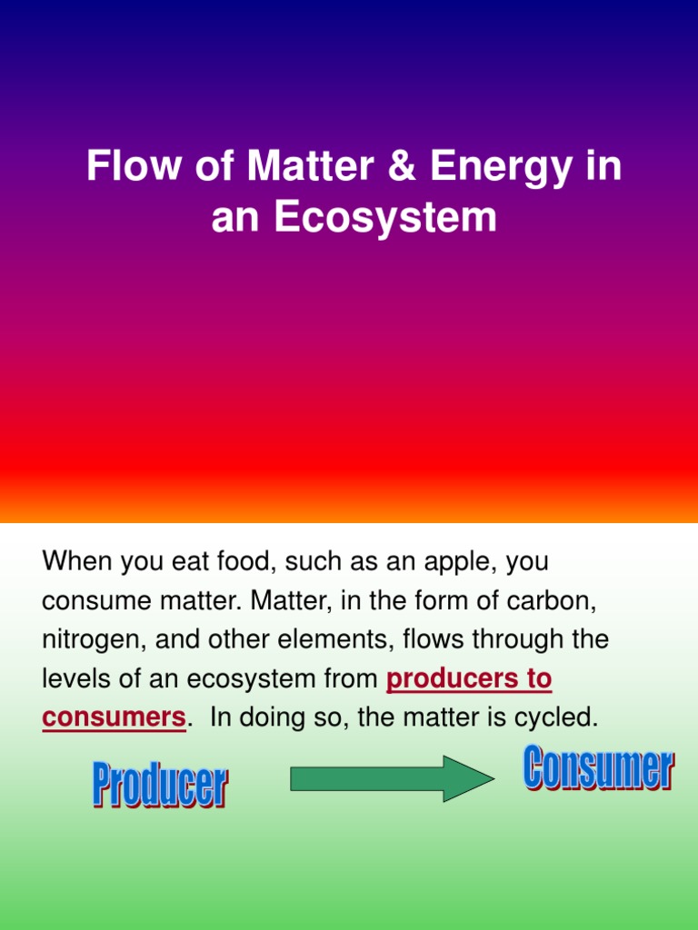 Ecosystem Matter & Energy Flow | PDF