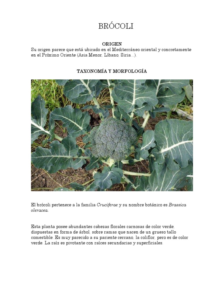 Brocoli 1 Pdf Brócoli Riego