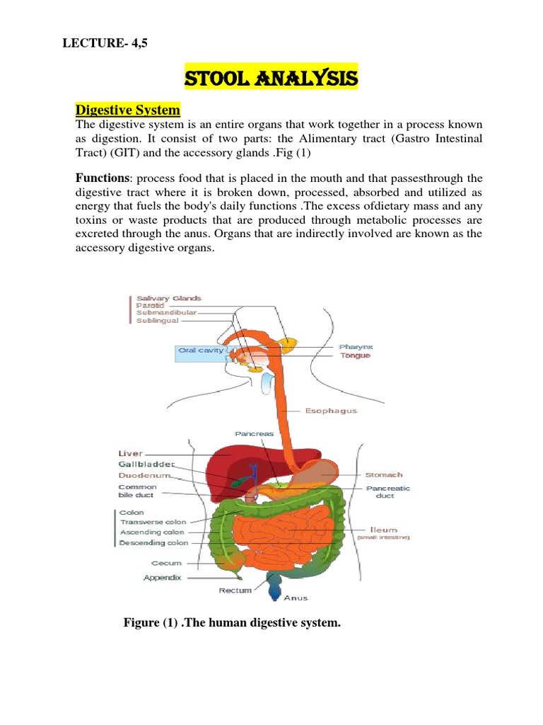 Digestive System Overview and Stool Analysis | PDF | Gastrointestinal ...