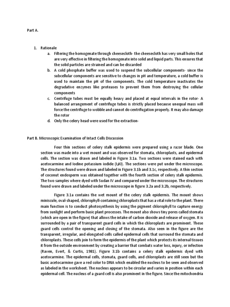 Exer 3 | PDF | Stoma | Chloroplast