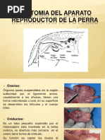 Placenta Embriologia Veterinaria | PDF | Placenta | Biología