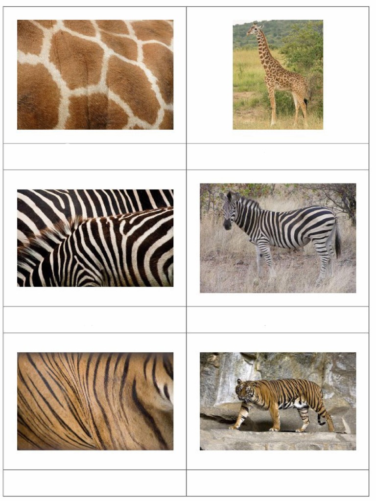 Texturas Animales PDF | PDF