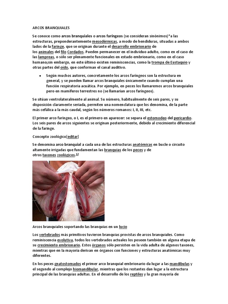 Arcos Branquiales | PDF | Anatomía | Anatomia animal