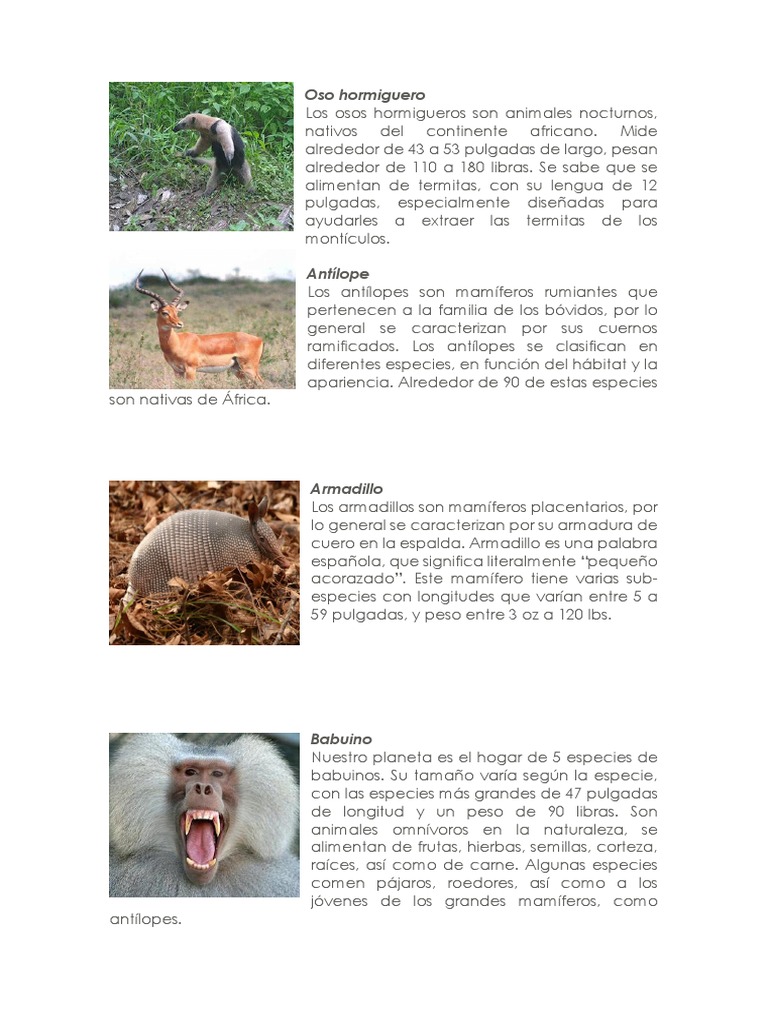 Animales de Selva Tropical | PDF | Osos | Ciervo