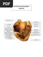 Anatomy Heart Cadaver | PDF | Heart Valve | Coronary Circulation