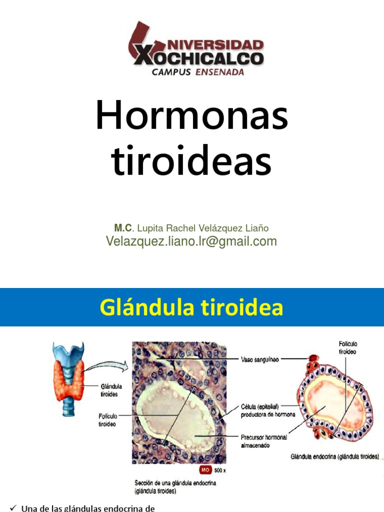 Hormonas Tiroideas | Descargar gratis PDF | Hormona estimulante de la tiroides | Tiroides