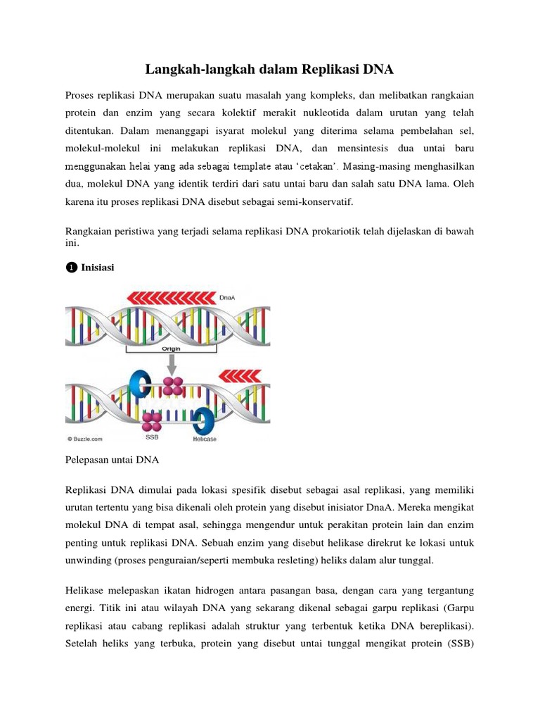 Langkah-Langkah Replikasi DNA | PDF | Sains & Matematika