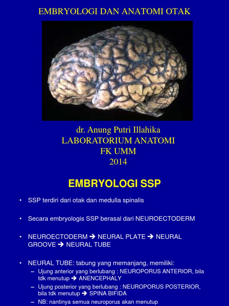 Anatomi Otak | PDF | Lobus Frontal | Serebrum