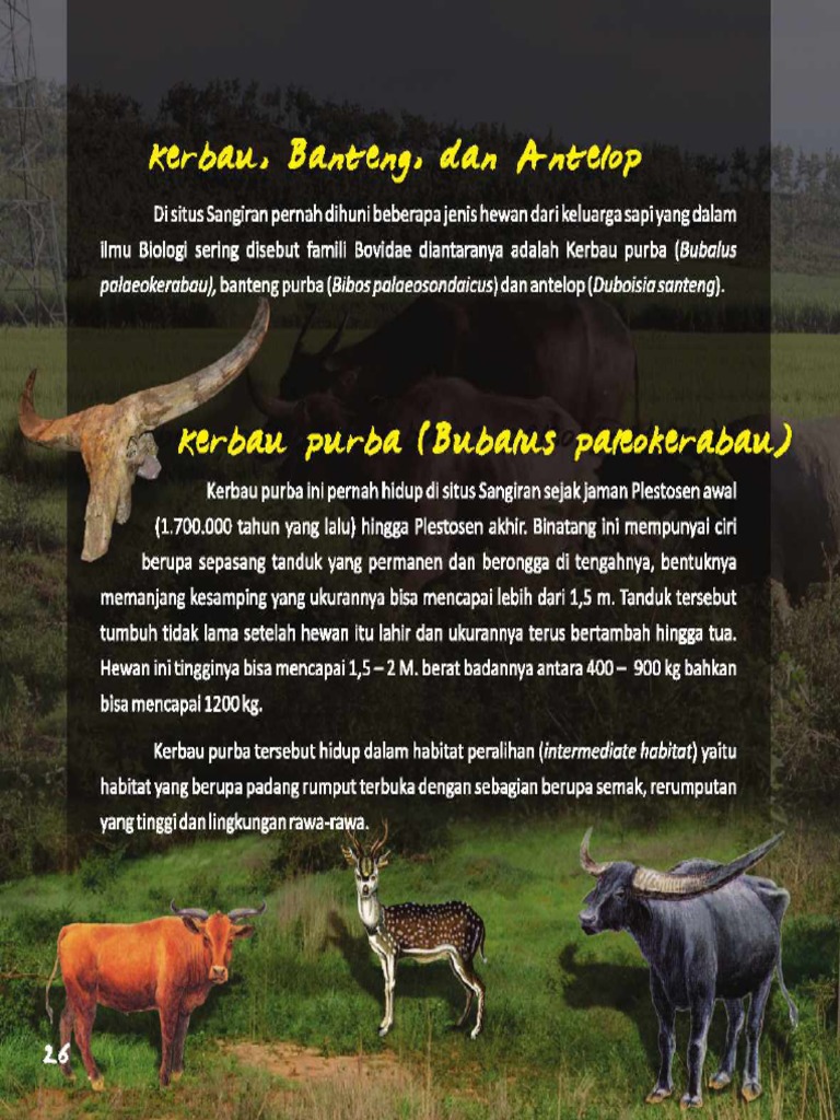 Kerbau Purba Compressed | PDF