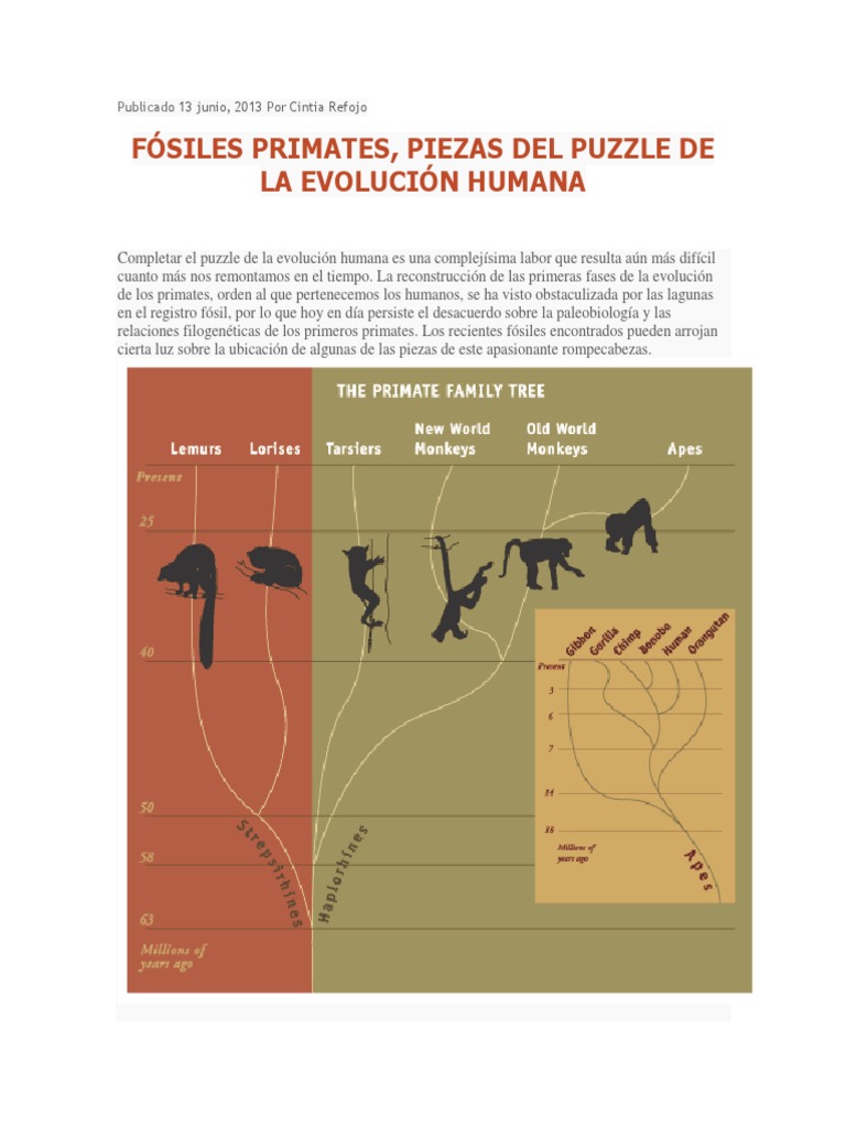Origen y evolución de los primates | PDF | Mono | Taxonomía de primates