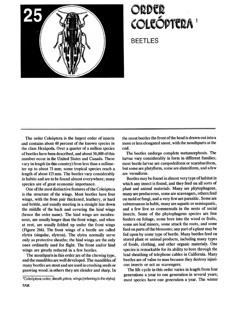 Clave Coleoptera Borror | PDF | Beetle | Insects
