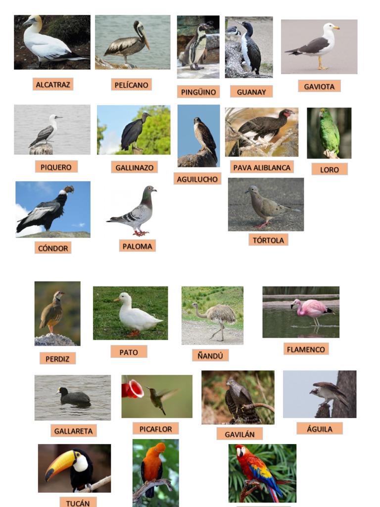 Aves Imprimir | PDF