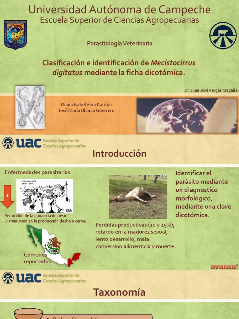 Mecistocirrus Digitatus | PDF | Anatomía | Anatomia animal